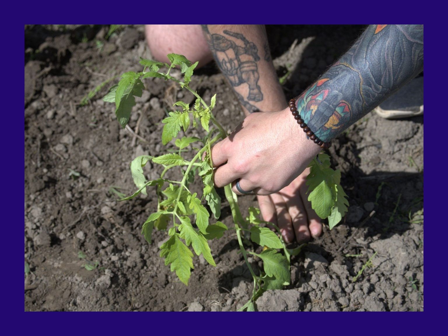 Spirit Garden (Farm) – Anishnabeg Outreach